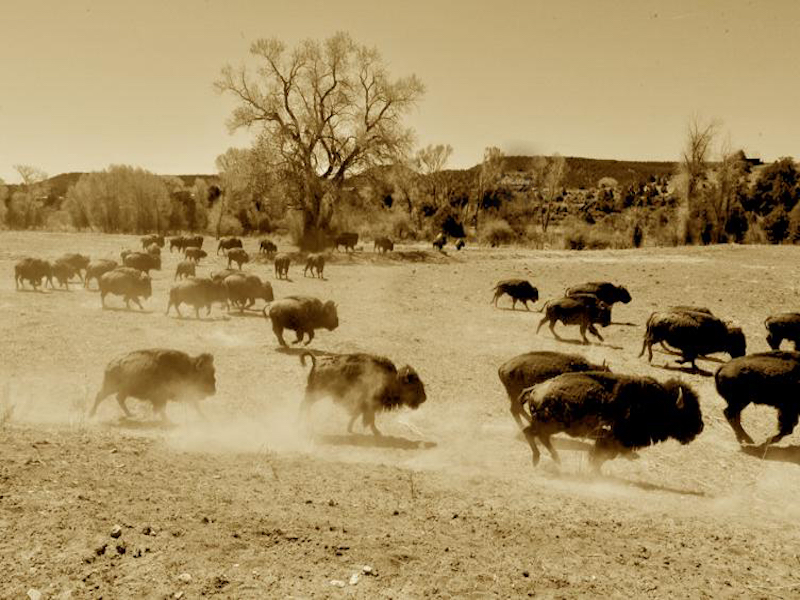 Tatanka (Buffalo) | Rich Coffey Music